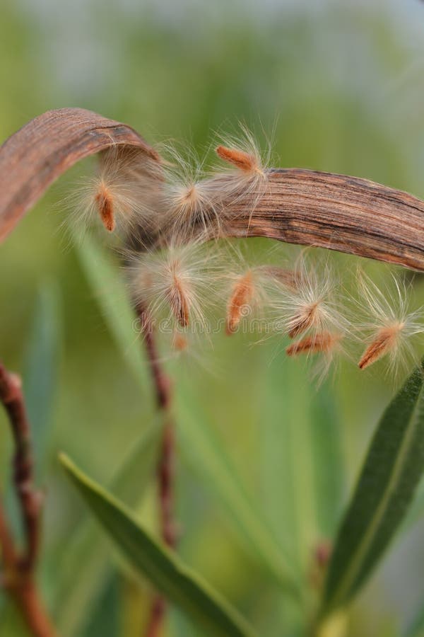 Common oleander stock image. Image of leaf, nature, nerium - 160437113