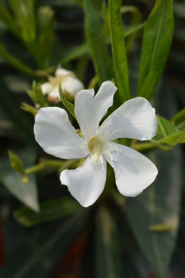 Common oleander stock photo. Image of nature, plant - 149290994