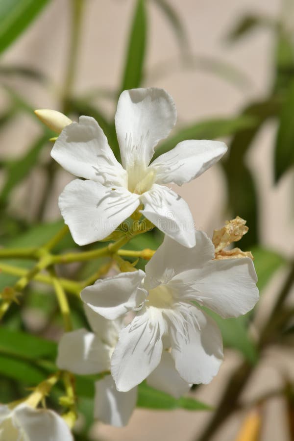 Common oleander stock image. Image of nature, flower - 202363801