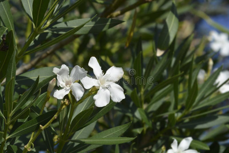 Common oleander stock photo. Image of pale, oleander - 239637108