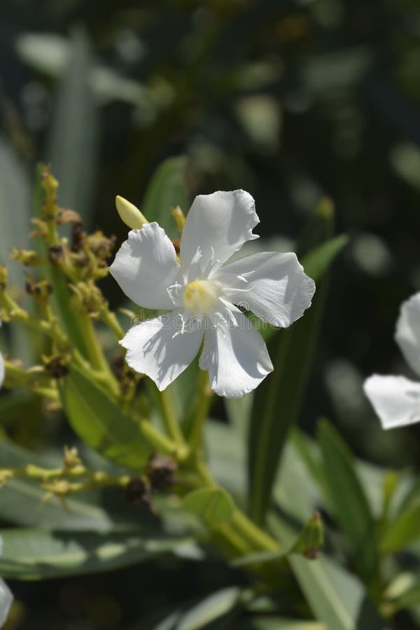 Common oleander stock photo. Image of tree, plant, garden - 310763138