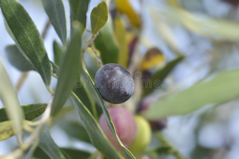 Common olive stock image. Image of fruit, branch, olive - 261976595