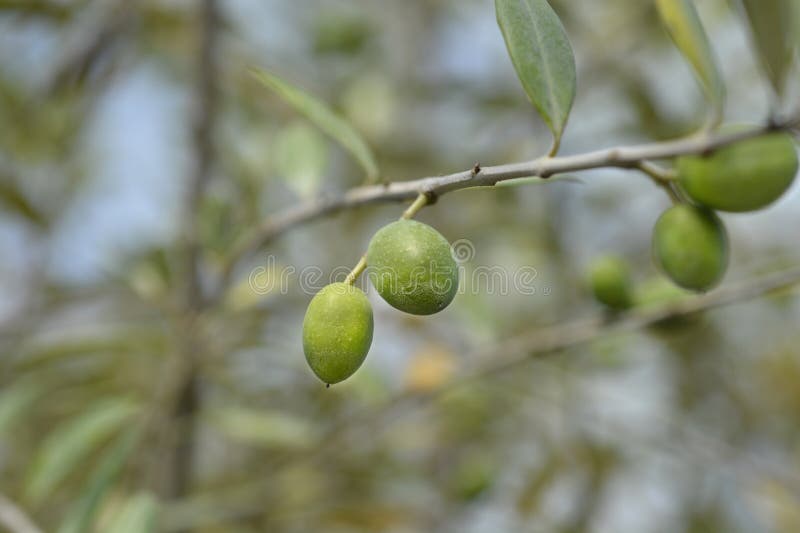 Common olive stock image. Image of summer, common, outdoors - 305931445