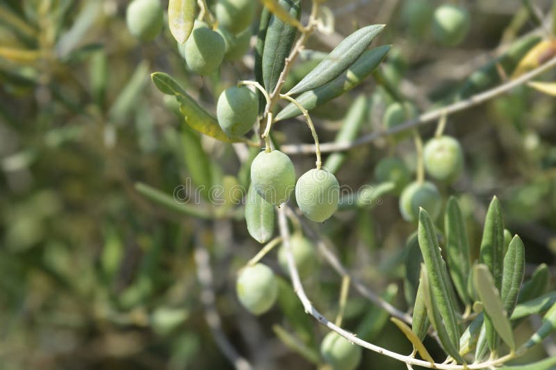 Common olive stock image. Image of latin, europaea, tree - 297816943