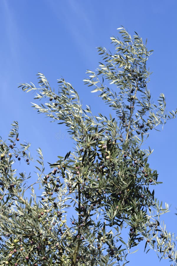 Common olive stock photo. Image of green, botany, europaea - 247967820