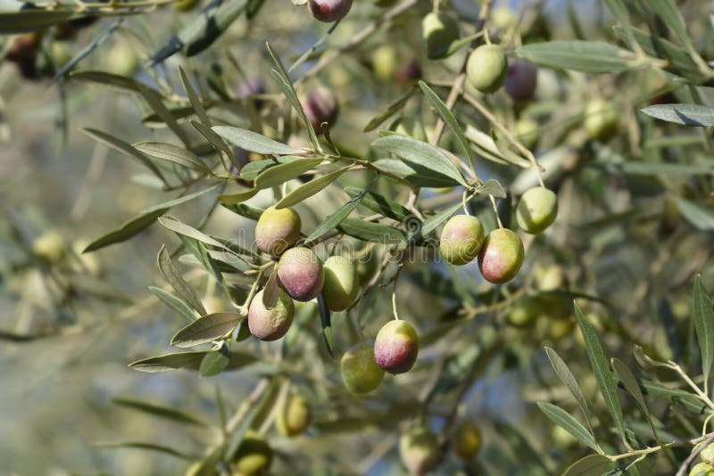 Common olive stock image. Image of common, branch, fruit - 242292711