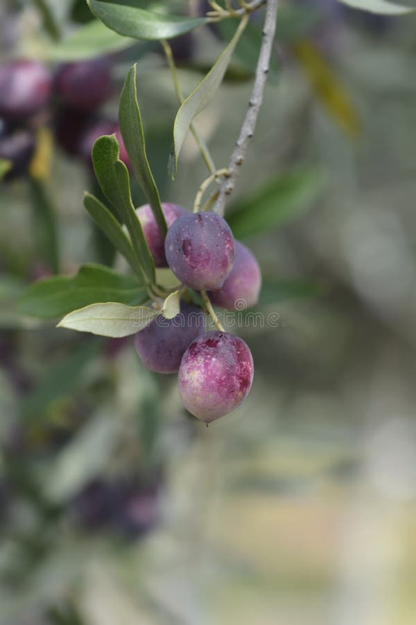 Common olive stock image. Image of black, outdoors, close - 267941973