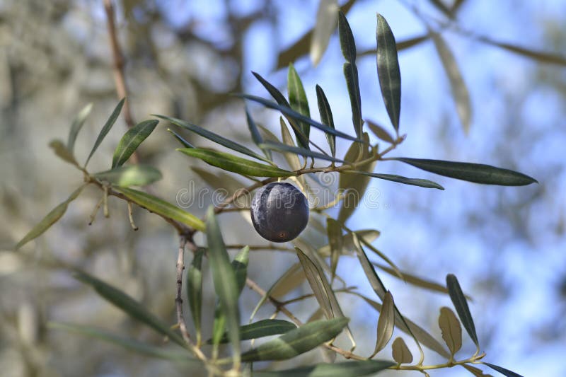 Common olive stock image. Image of plant, olea, close - 306775587