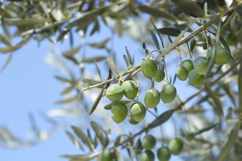 Common olive stock image. Image of latin, europaea, tree - 297816943
