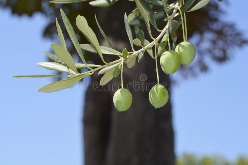 Common olive stock image. Image of latin, europaea, tree - 297816943