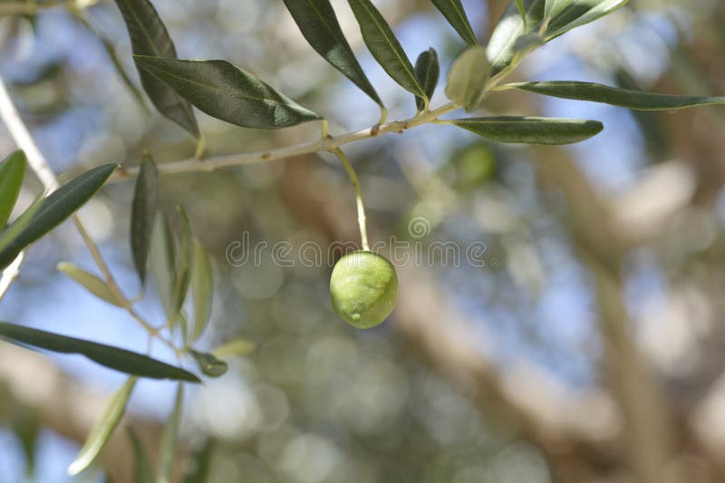 Common olive stock image. Image of latin, europaea, tree - 297816943