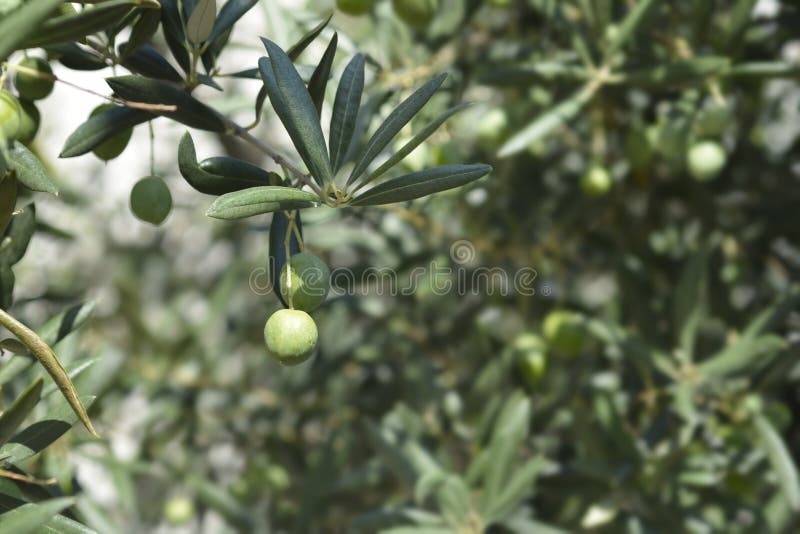 Common olive stock image. Image of latin, europaea, tree - 297816943