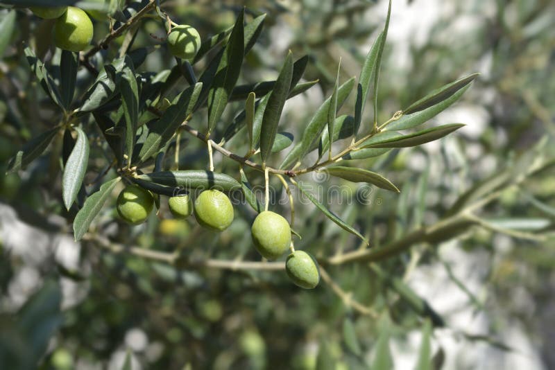 Common olive stock photo. Image of olea, olive, drupe - 237786386