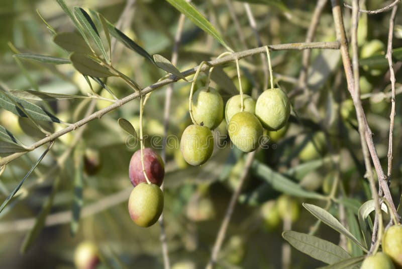 Common olive stock image. Image of latin, europaea, tree - 297816943