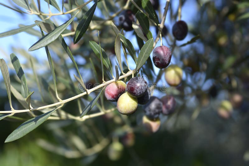 Common olive stock image. Image of latin, europaea, tree - 297816943