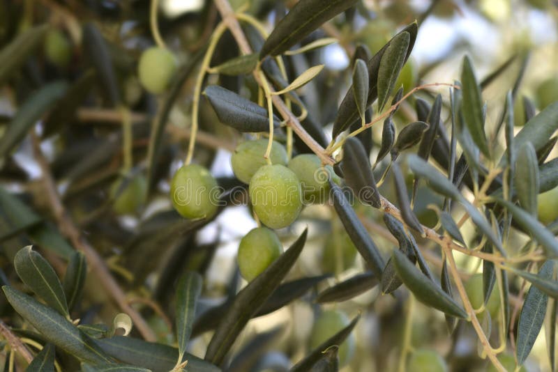 Common olive stock image. Image of autumn, close, outdoors - 240872407