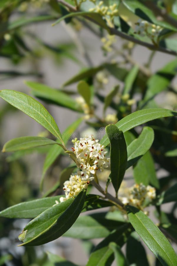 Common olive stock photo. Image of common, flower, nature - 157467732