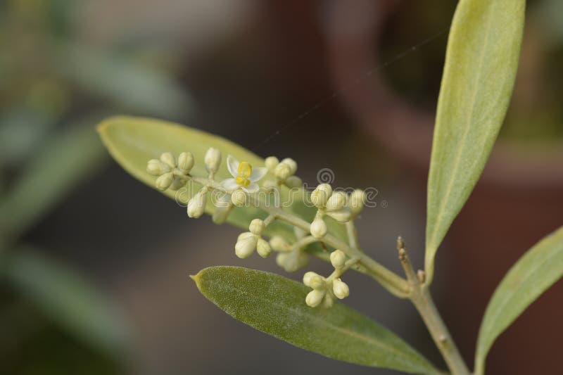Common olive stock image. Image of latin, europaea, tree - 297816943