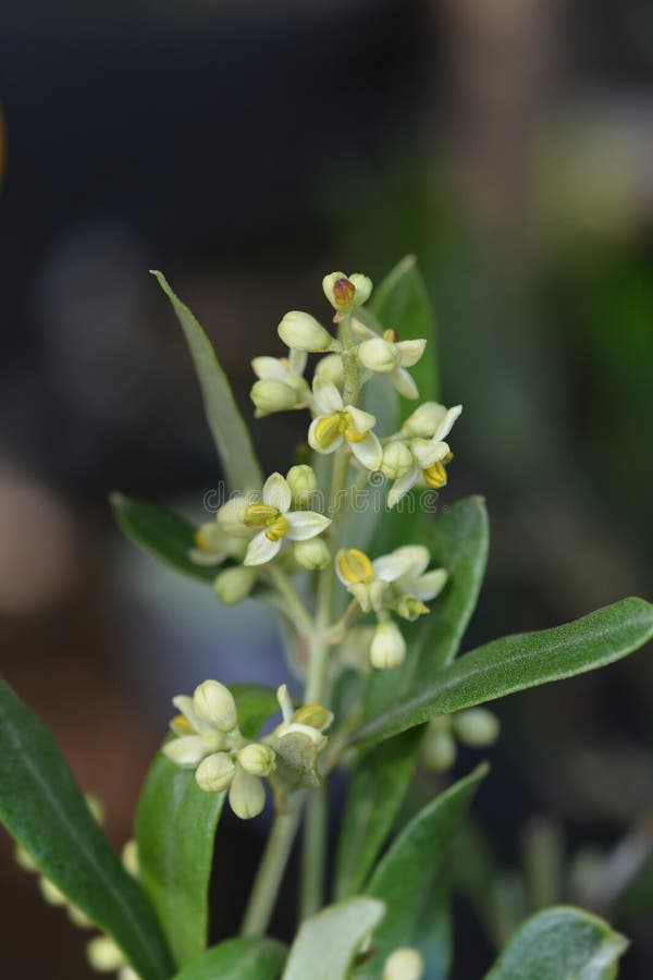 Common olive stock image. Image of latin, europaea, tree - 297816943