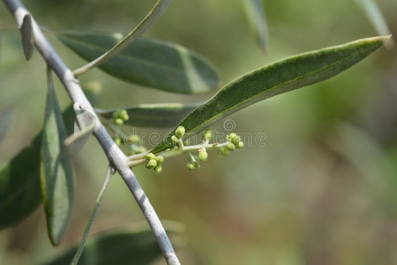 Common olive stock photo. Image of leaf, spring, green - 149290680