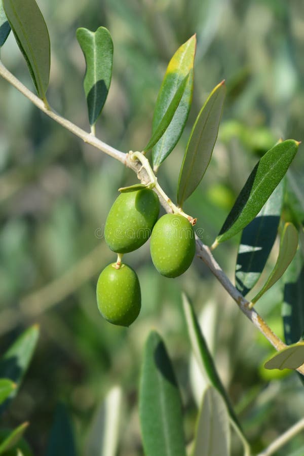 Common olive stock photo. Image of olive, tree, drupe - 165820678