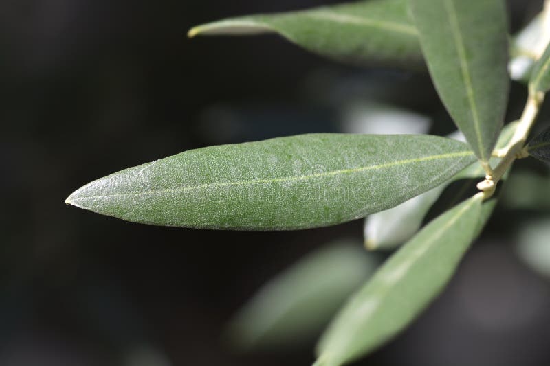 Common olive stock image. Image of latin, europaea, tree - 297816943