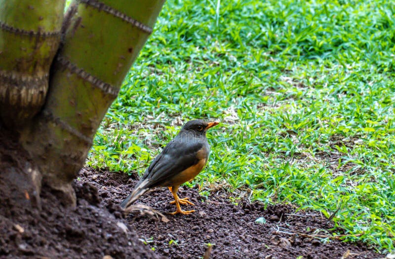 Common Olive Thrush Bird Perched on a Green Field Stock Image - Image ...
