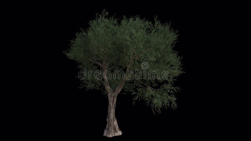 Common Olive Tree Blowing in the Wind. Alpha Channel. Loop Animation ...