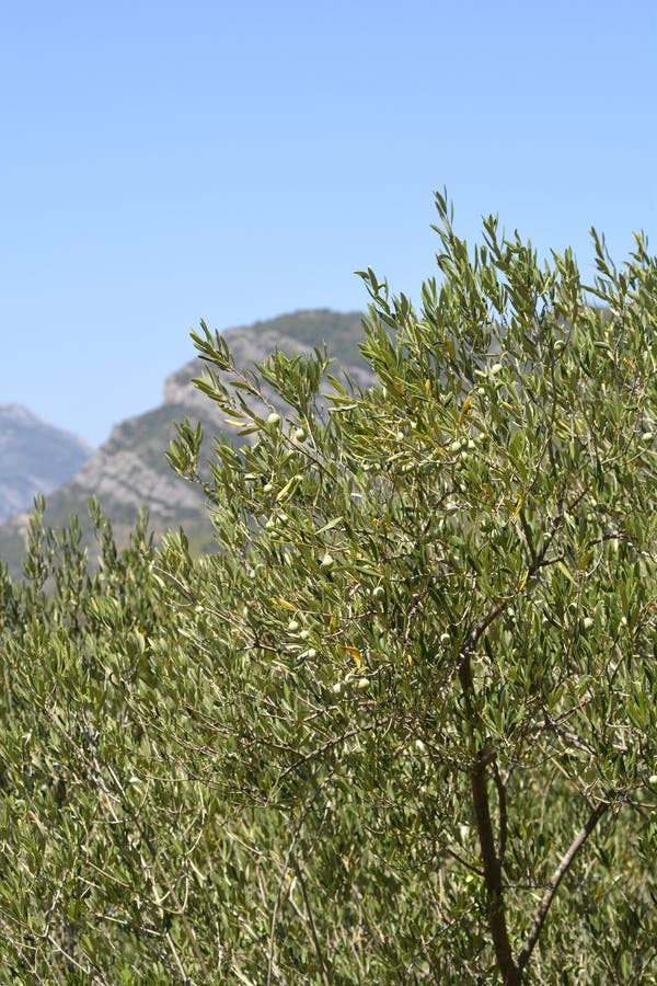 Common olive stock image. Image of latin, europaea, tree - 297816943