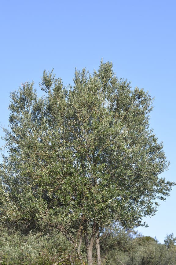 Common olive stock image. Image of latin, europaea, tree - 297816943