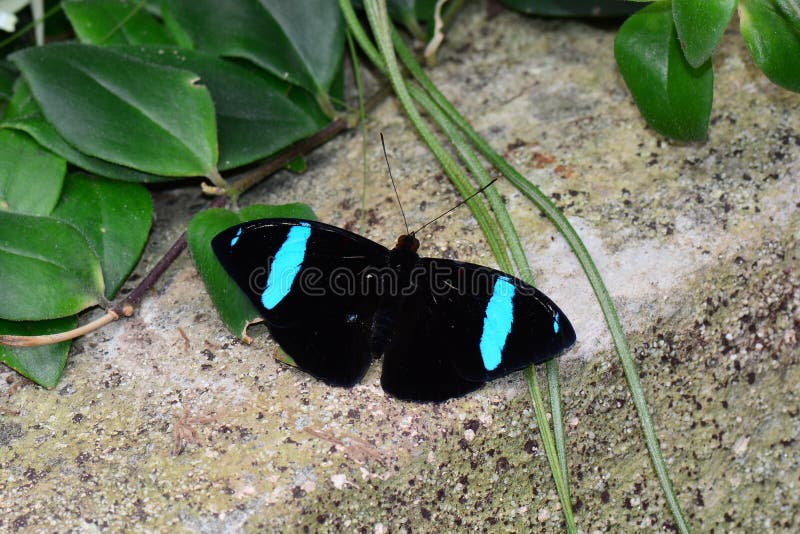 Common Olive Wing Butterfly Stock Photos - Free & Royalty-Free Stock ...