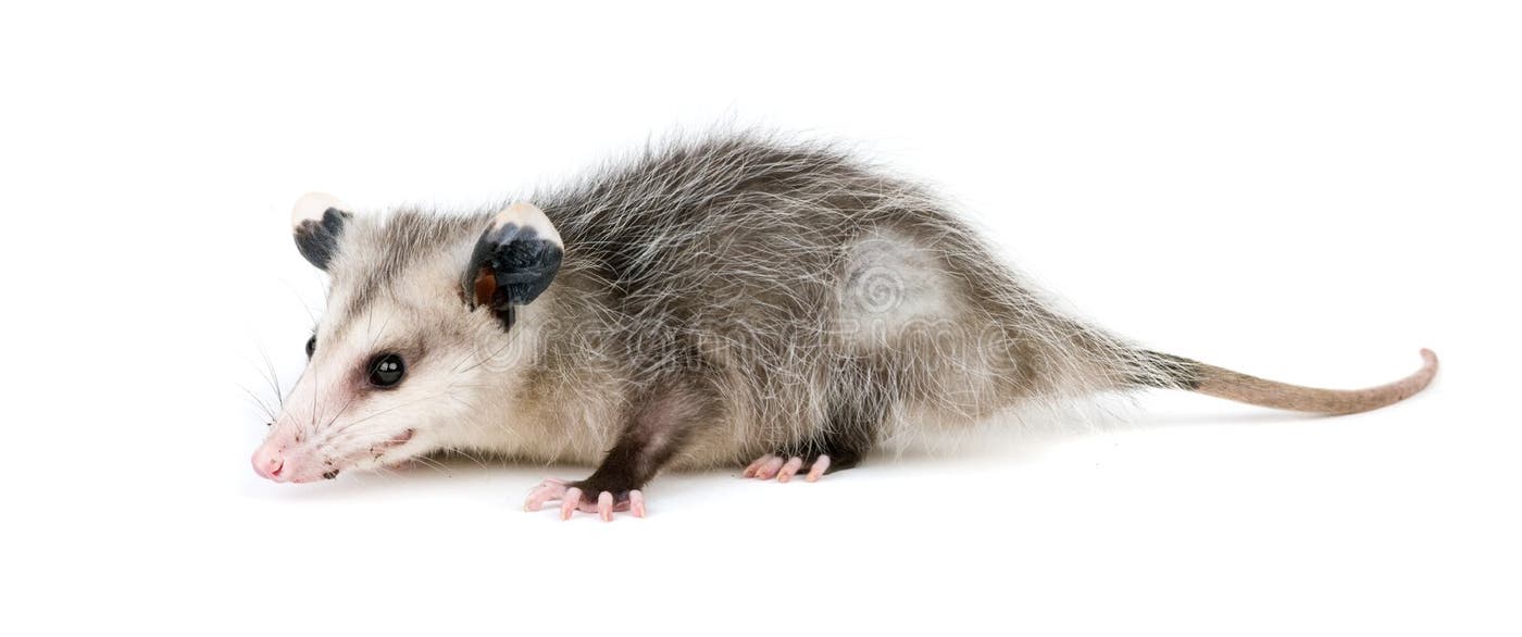 1,378 Opossum Stock Photos - Free & Royalty-Free Stock Photos from ...