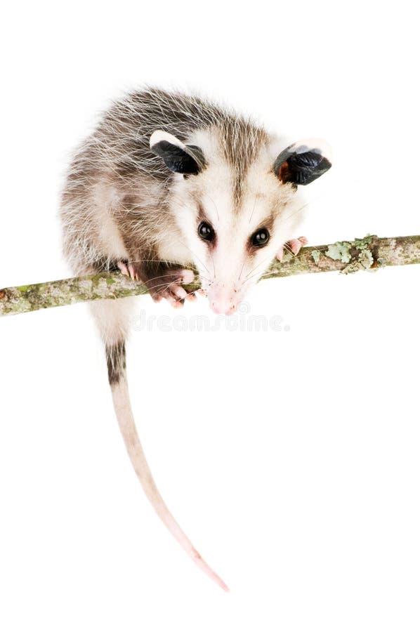 1,470 Opossum Stock Photos - Free & Royalty-Free Stock Photos from ...