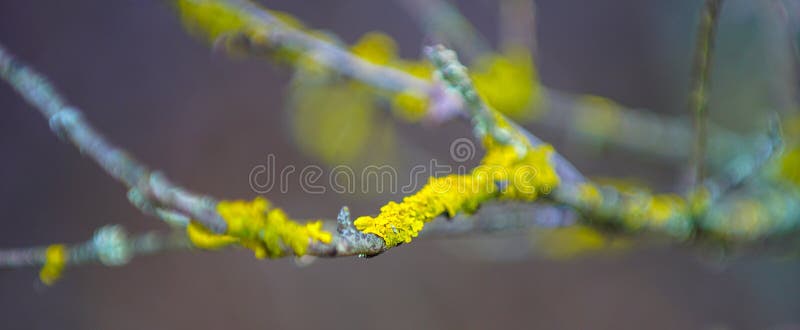 Common Orange Lichen on a Fruit Tree Twig Stock Photo - Image of funghi ...