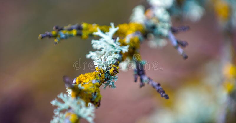 Common Orange Lichen on a Fruit Tree Twig Stock Photo - Image of ...