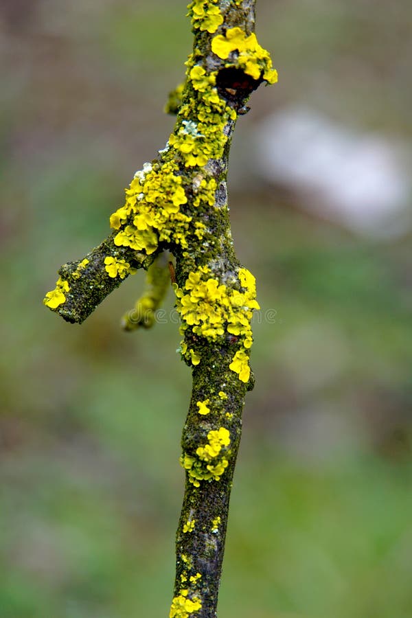 Common Orange Lichen on a Fruit Tree Twig Stock Image - Image of detail ...