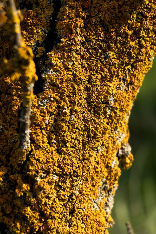 Common Orange Lichen, Growing on Tree Bark Stock Photo - Image of fungi ...