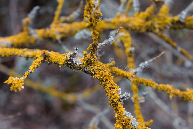 Common Orange Lichen Xanthoria Parietina on the Branch of Tree. Stock ...
