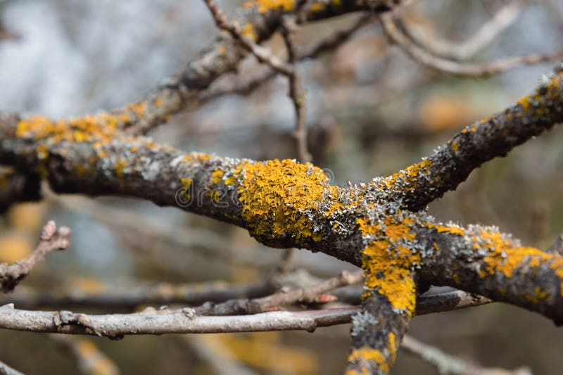 Common Orange Lichen, Xanthoria Parietina on Branch of Tree Stock Image ...