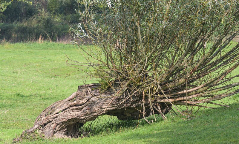 Common Osier or Basket Willow TreeSalix Viminalis Stock Photo - Image ...