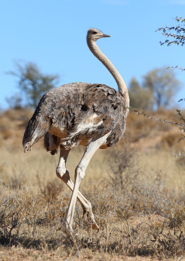 Common Ostrich stock image. Image of wild, largest, africa - 14806755