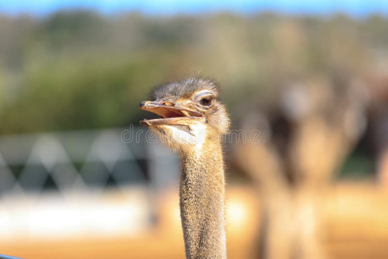 Common Ostrich bird stock image. Image of curious, inquiring - 137964909