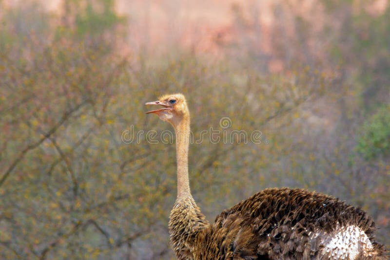 Common ostrich stock photo. Image of nature, desert - 133316288