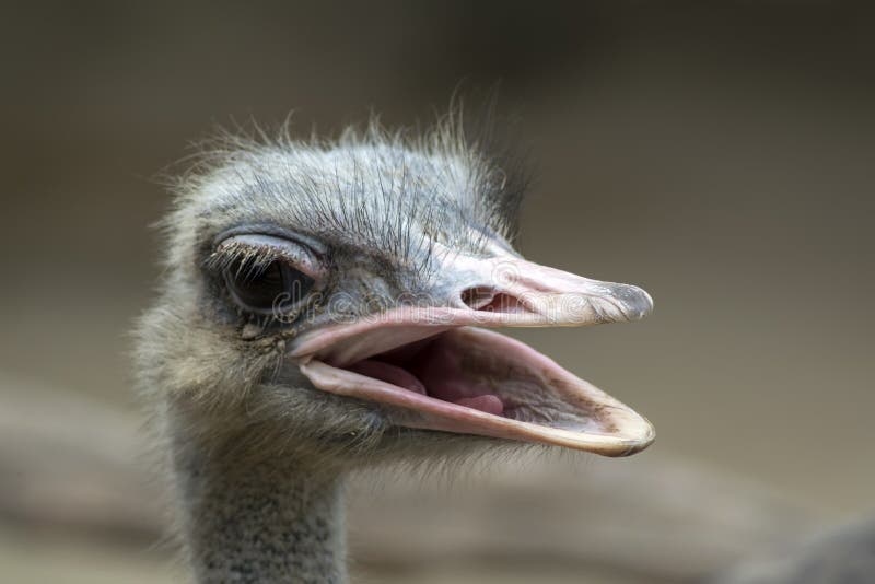 Bird, Ostrich, Beak, Ratite Picture. Image: 100576934