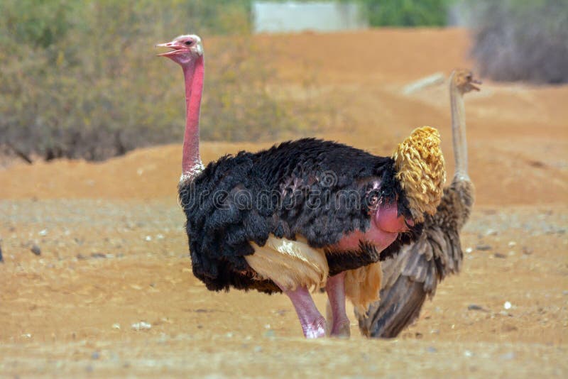 Common ostrich stock photo. Image of aves, feather, male - 133316486