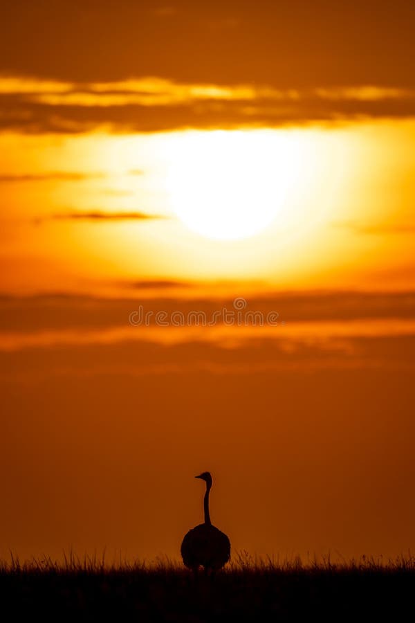 Common Ostrich Silhouetted on Horizon at Sunset Stock Photo - Image of ...