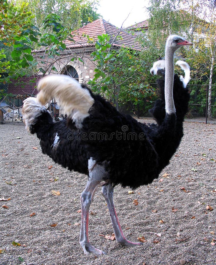 Common Ostrich (Struthio Camelus) Stock Photo - Image of largest, neck ...