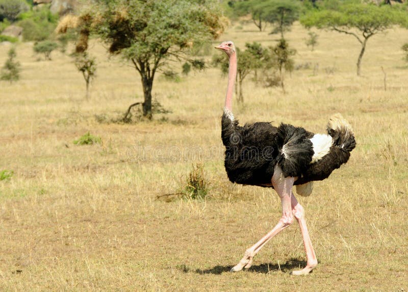 Common Ostrich Struthio Camelus Massaicus Stock Image - Image of ...