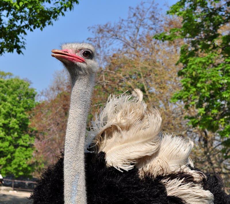 Common Ostrich (Struthio Camelus) Stock Photo - Image of animal, mammal ...