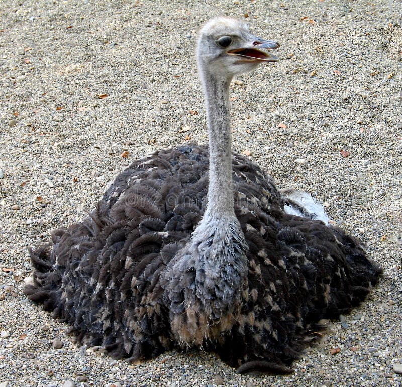 Common Ostrich (Struthio Camelus) Stock Image - Image of ostrich ...
